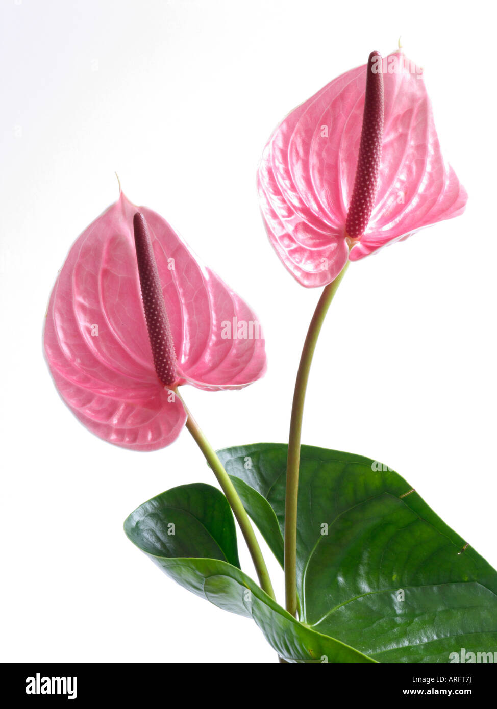 Flamingo flower (Anthurium Stock Photo - Alamy