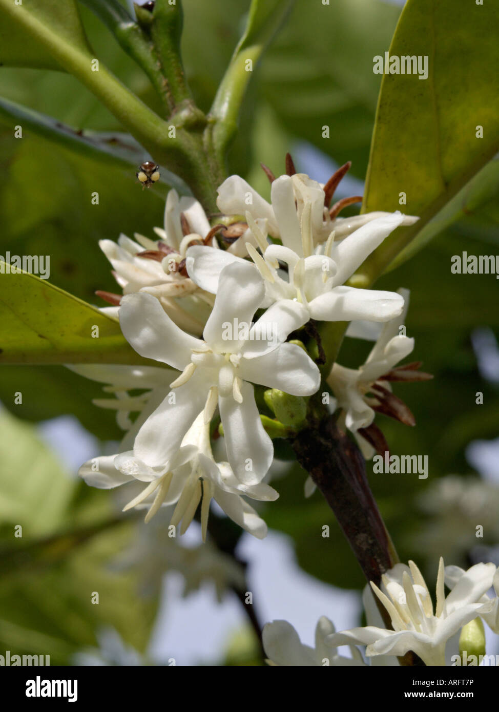 Coffea Liberica High Resolution Stock Photography and Images - Alamy