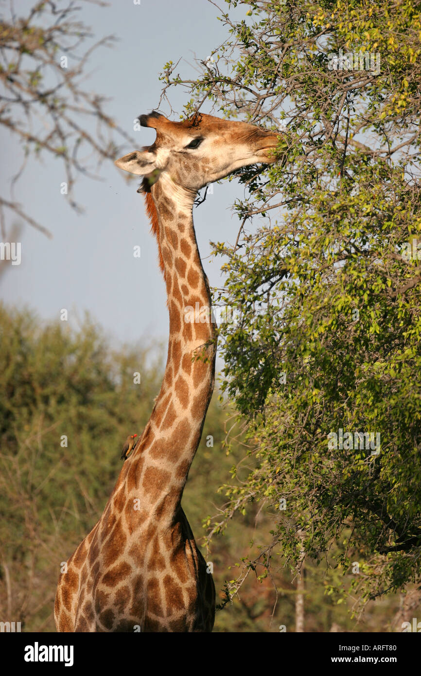 Female reticulated giraffe hi-res stock photography and images - Alamy