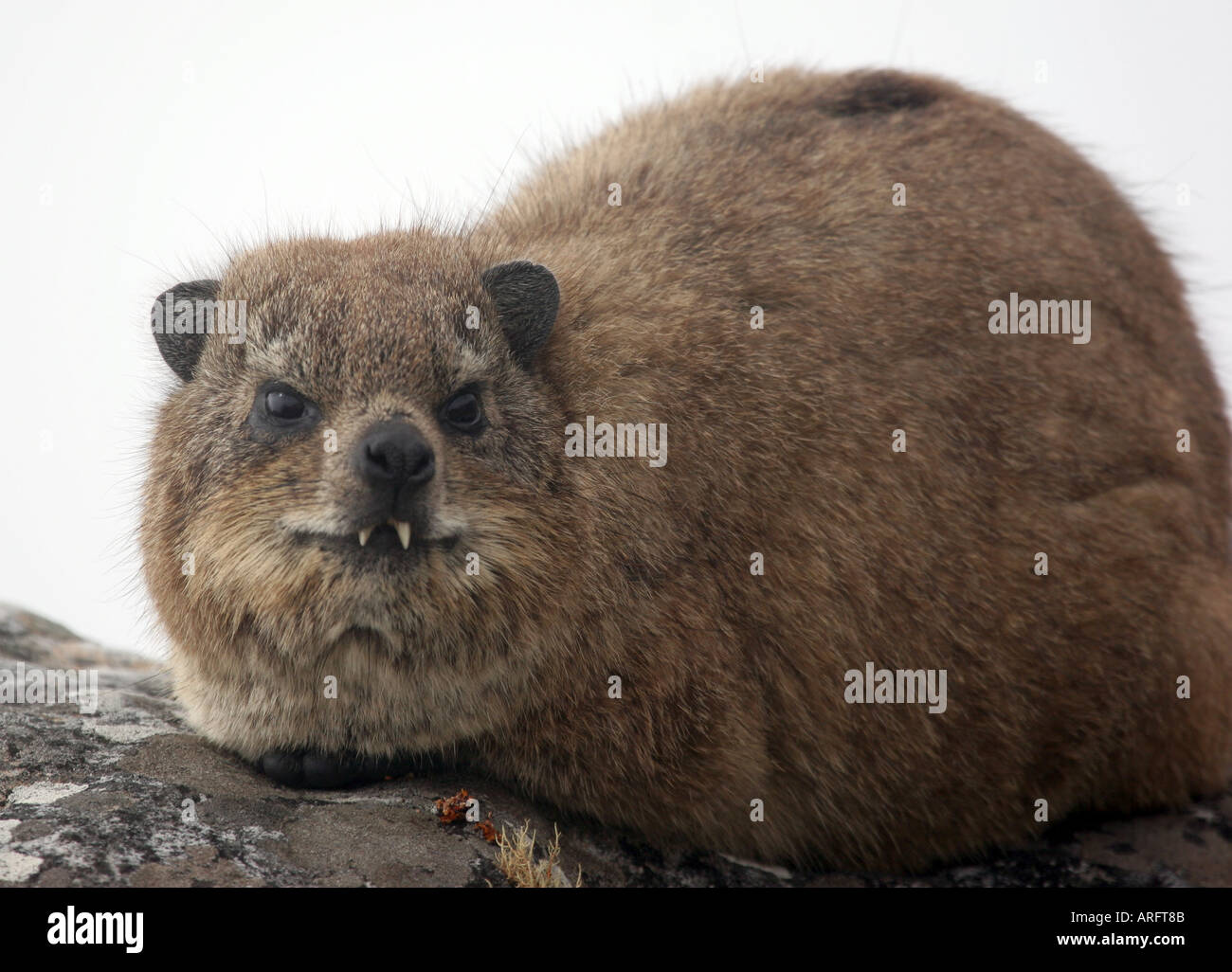 Rock Hyrax or Dassie - thought to have shared a common ancestry with ...
