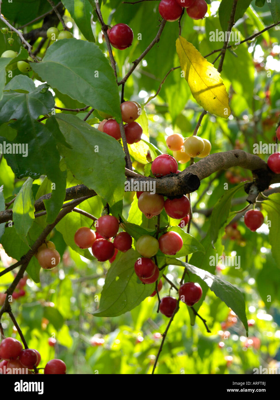 Indian prune (Flacourtia rukam Stock Photo - Alamy