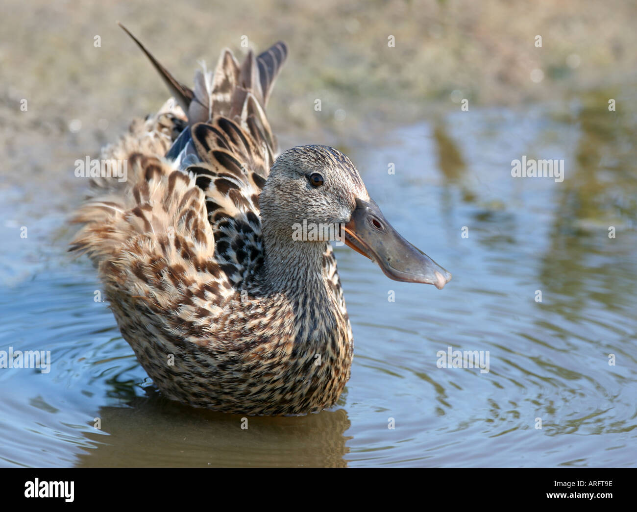 Shoveller duck hi-res stock photography and images - Alamy