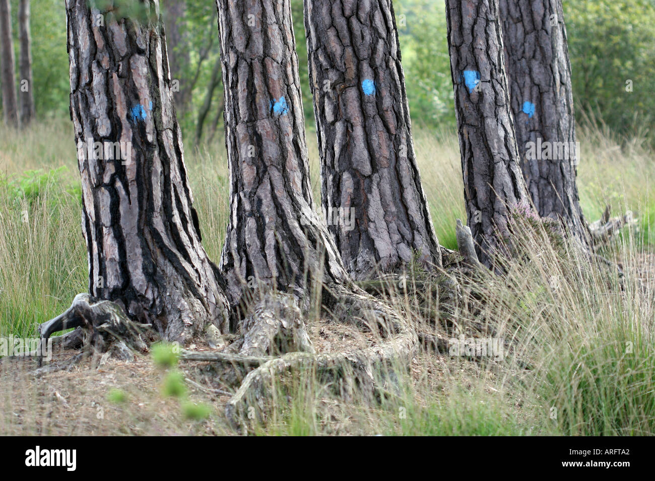 Trees ready for the chop Stock Photo - Alamy