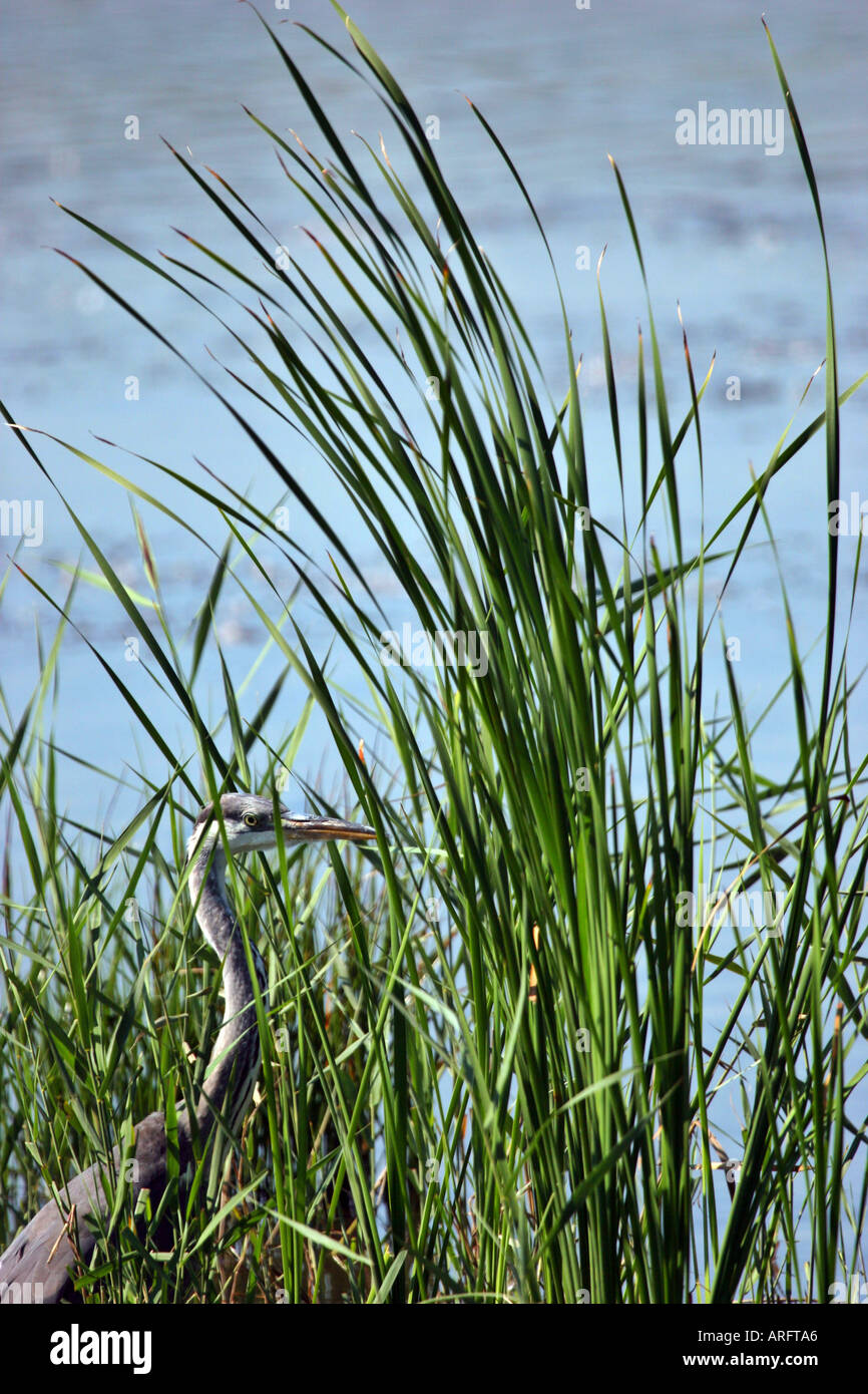 Reedmace typha latifolia hi-res stock photography and images - Alamy