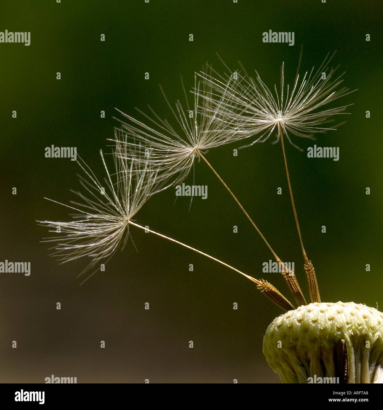 Sow an idea hi-res stock photography and images - Alamy