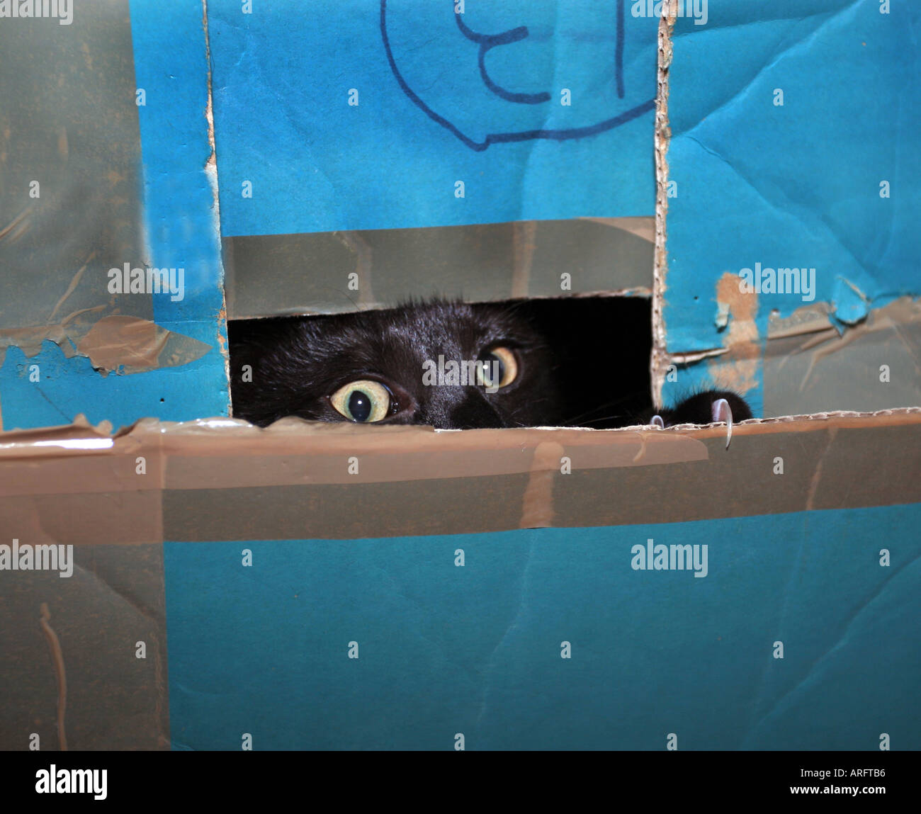 Kitten in a box hi-res stock photography and images - Alamy