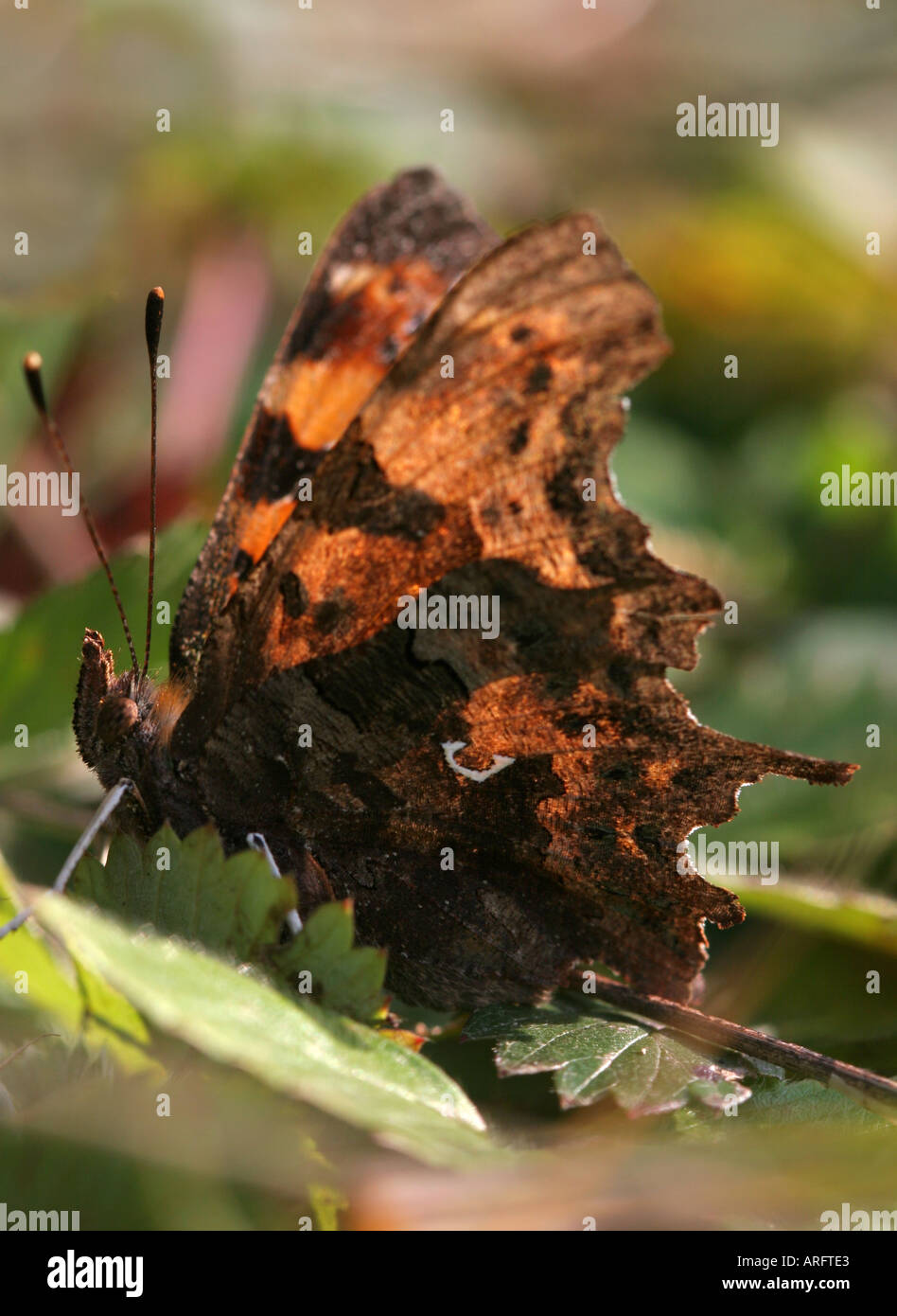 Comma butterfly at rest Stock Photo - Alamy