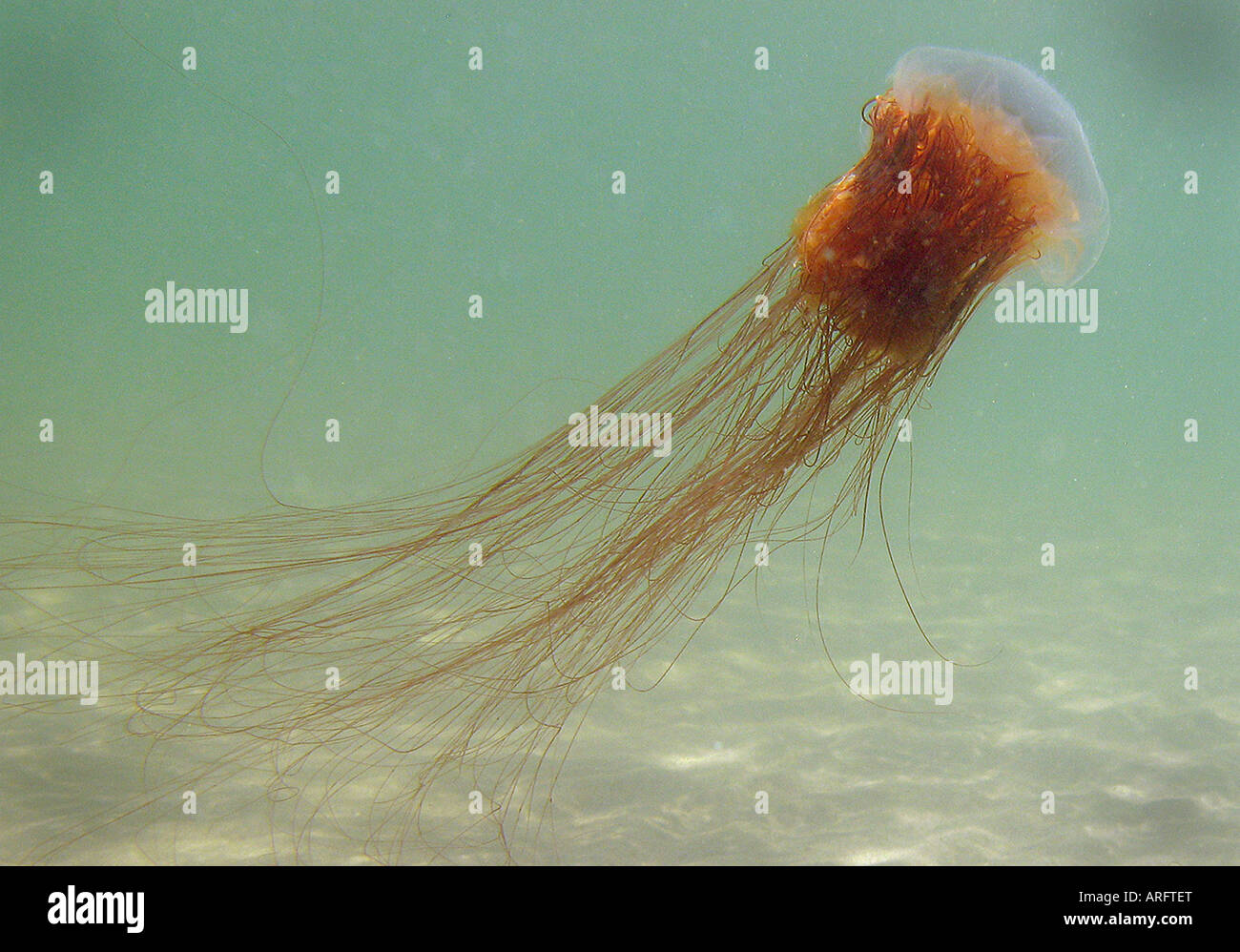 A jellyfish in the atlantic ocean Stock Photo - Alamy