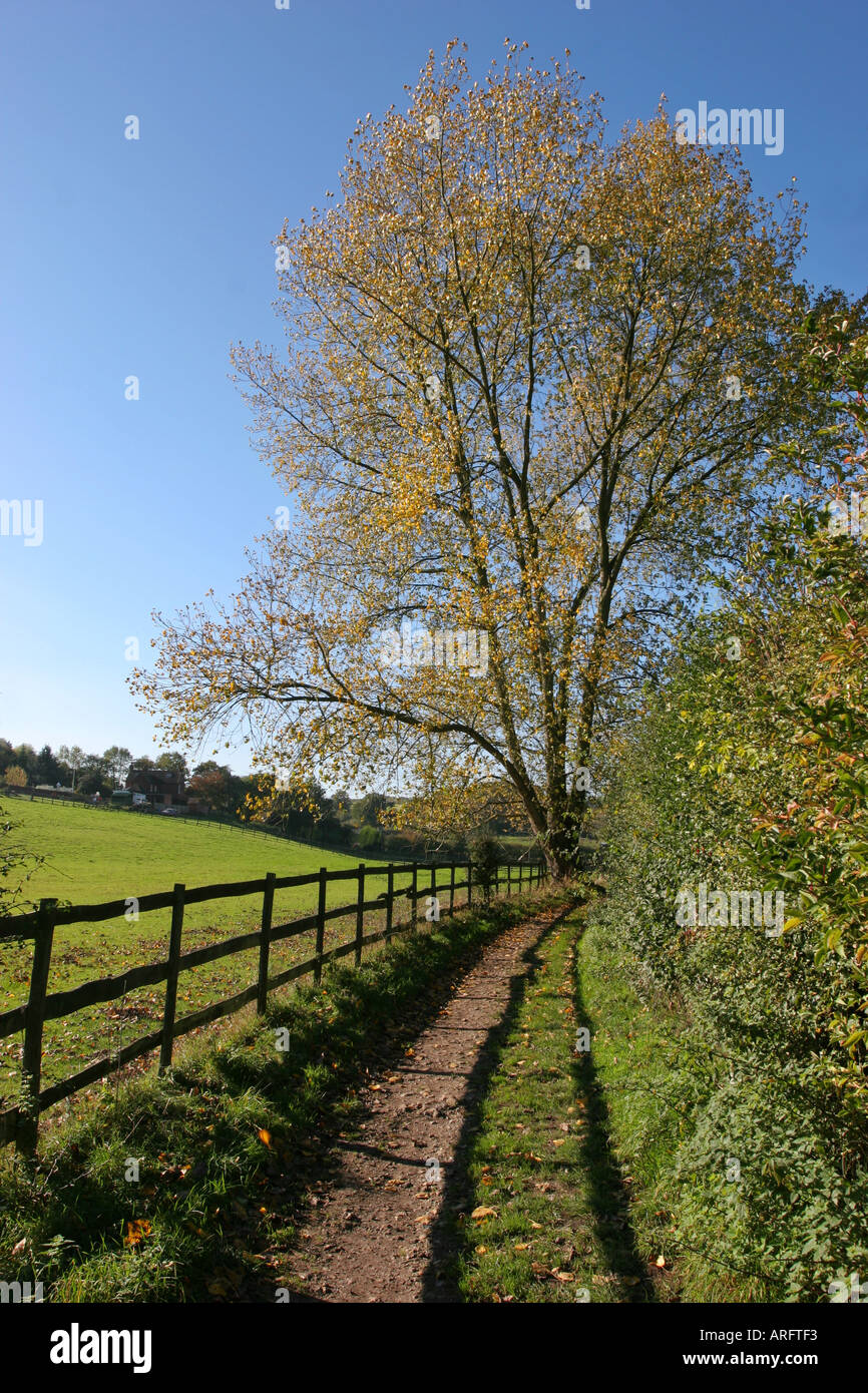 Magpie lane hi-res stock photography and images - Alamy