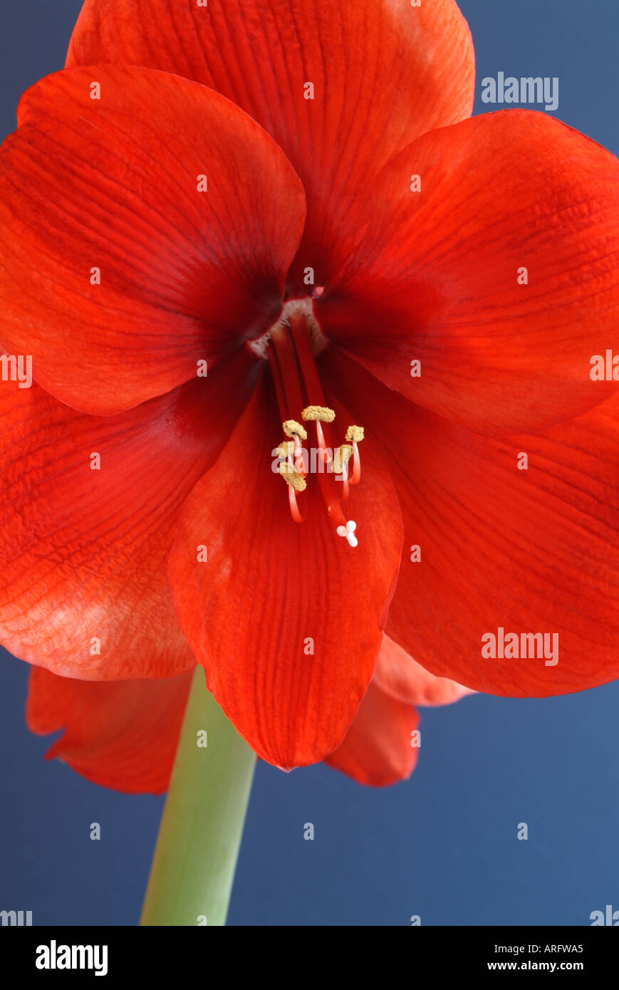 Hippeastrum bulbs hi-res stock photography and images - Alamy
