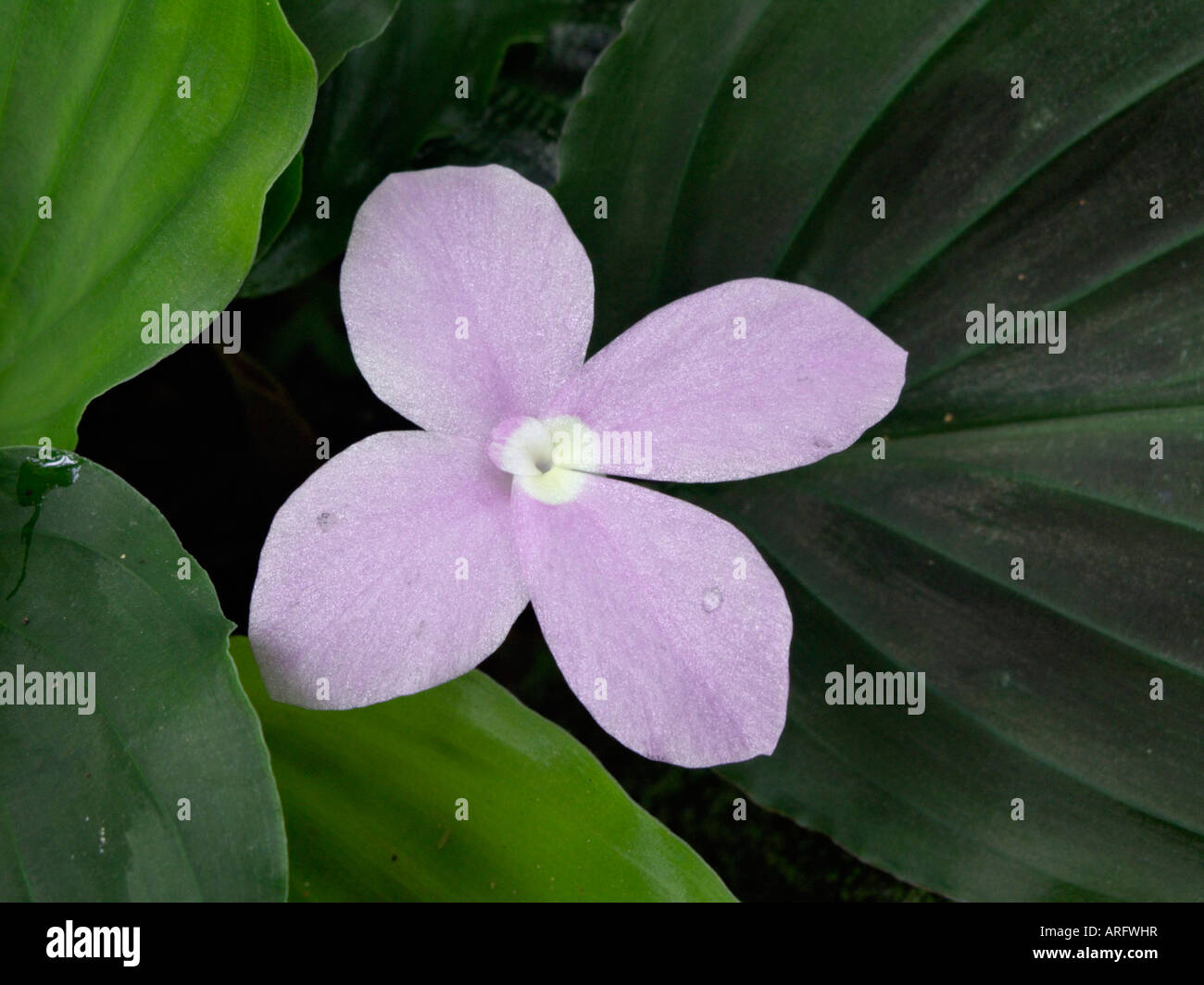 Kaempferia hi-res stock photography and images - Alamy