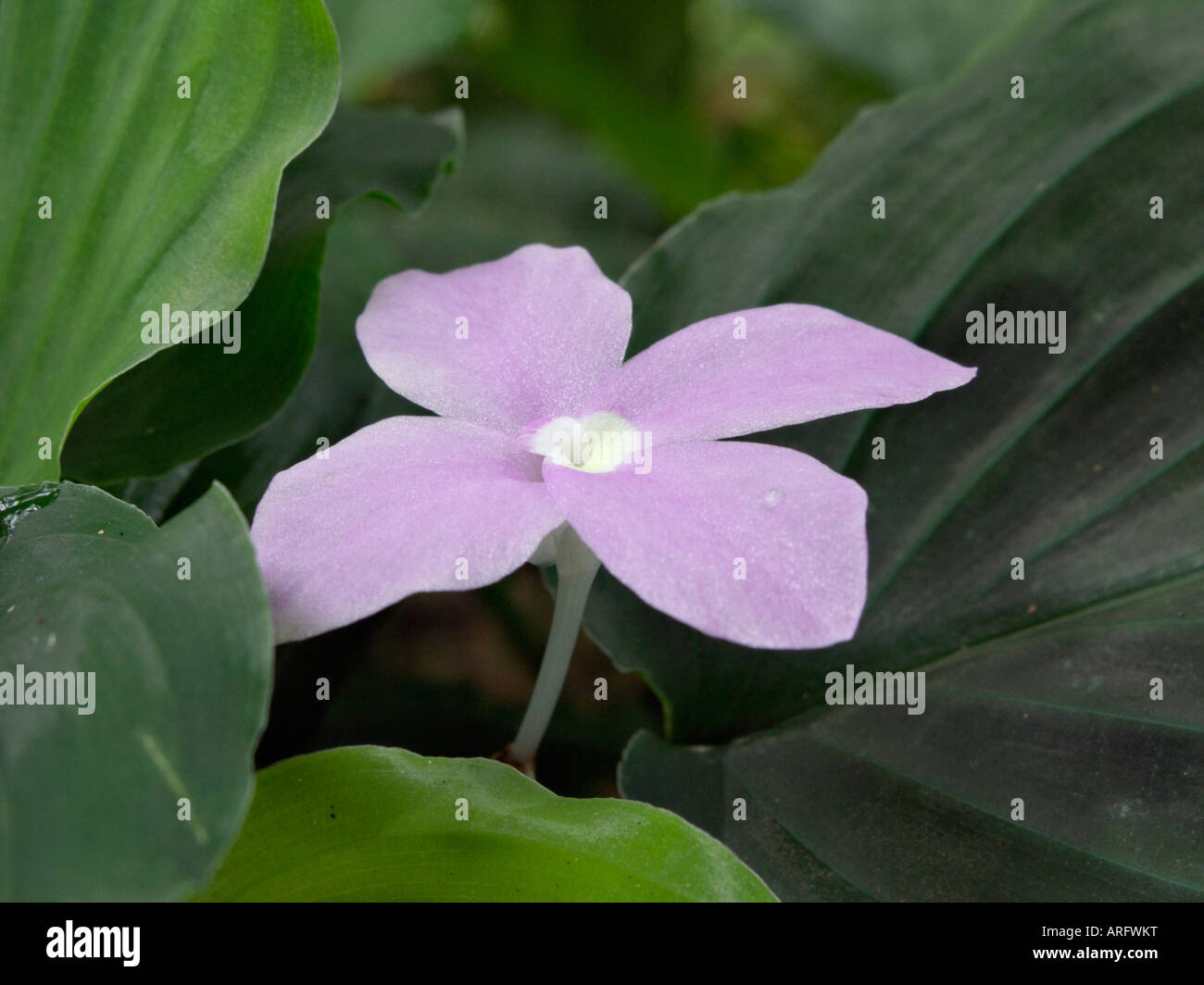 Kaempferia hi-res stock photography and images - Alamy