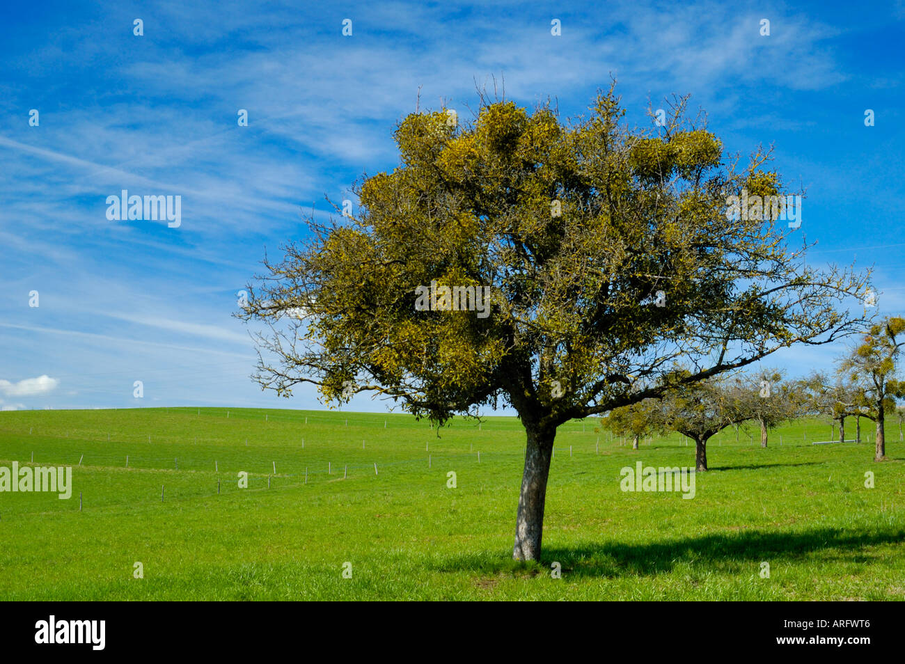 A neglected old apple tree, infested with mistletoe Stock Photo - Alamy
