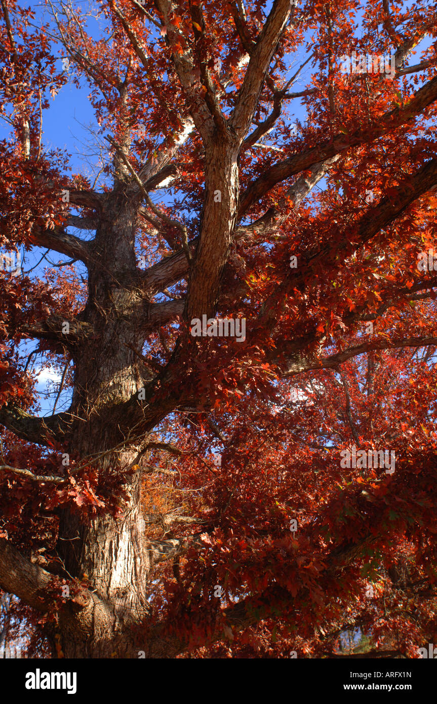 big oak tree in the fall or autumn Stock Photo - Alamy