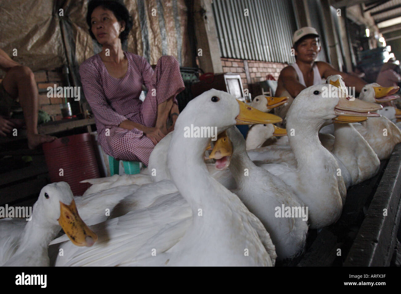 Vietnam asian goose hi-res stock photography and images - Alamy