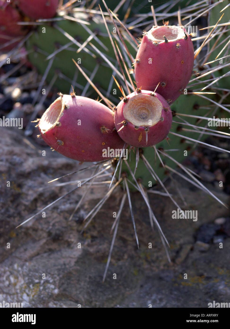 Tulip pricklypear hi-res stock photography and images - Alamy