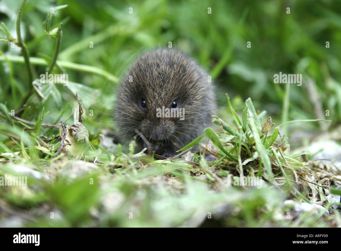 Bank vole with young hi-res stock photography and images - Alamy