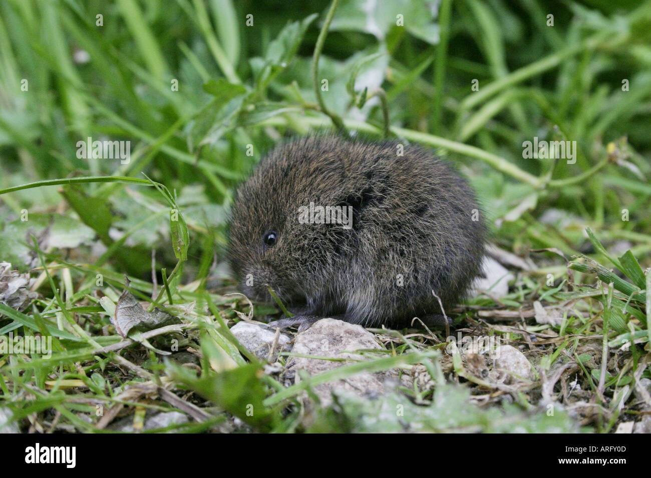 Baby Meadow Vole