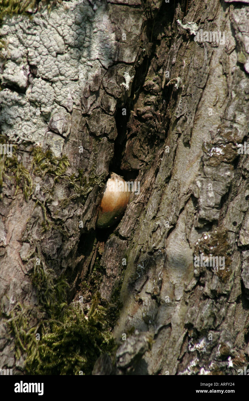 Red squirrel cache hi-res stock photography and images - Alamy
