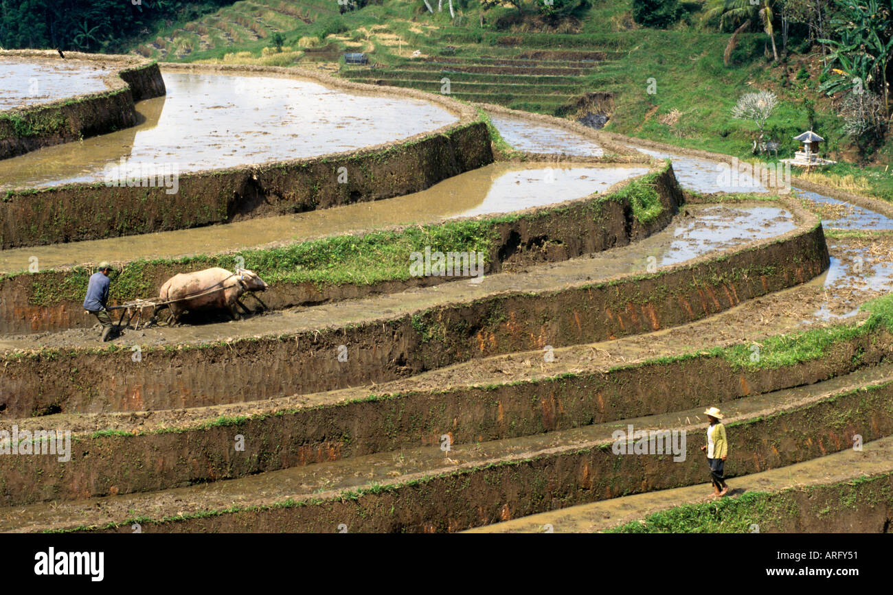 Bali Balinese rice paddy field cultivation water buffalo Stock Photo ...