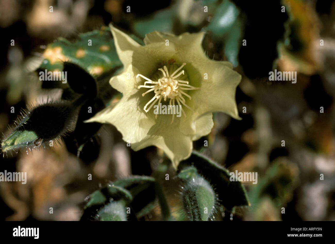 CA Death Valley National Park Flora wildflower wild flower Stock Photo ...
