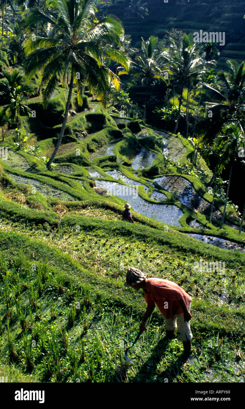 Bali Balinese rice paddy field cultivation water Stock Photo - Alamy