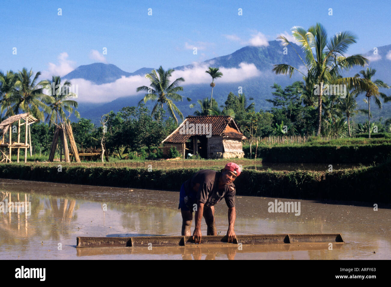 Bali Balinese rice paddy field cultivation water Stock Photo - Alamy