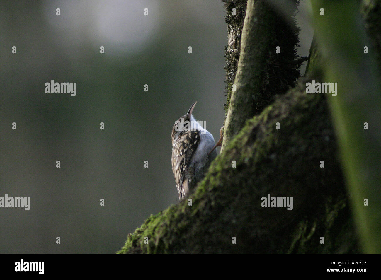 Treecreeper picking insects from behind moss on a tree trunk Stock ...