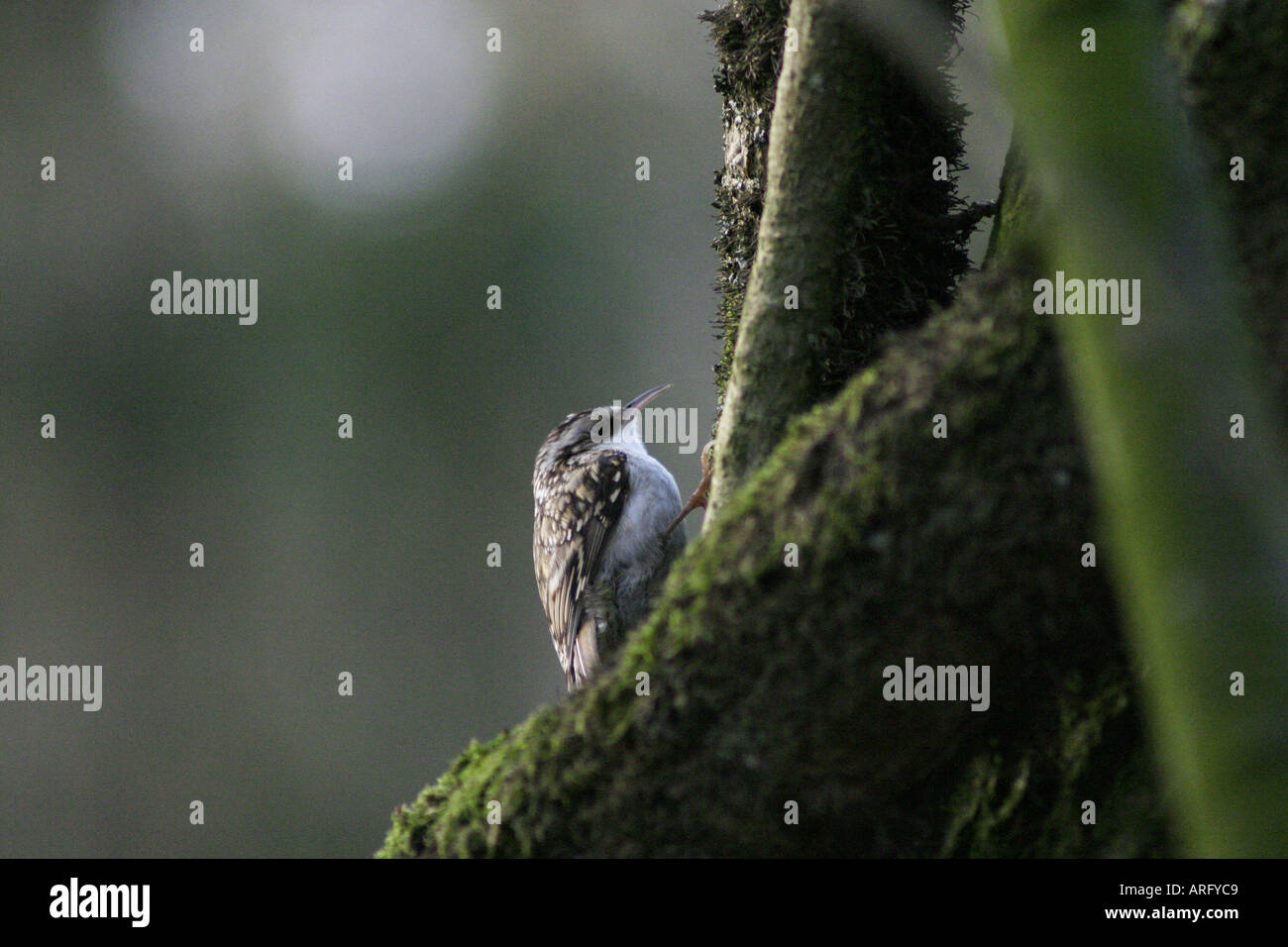 Treecreeper picking insects from behind moss on a tree trunk Stock ...