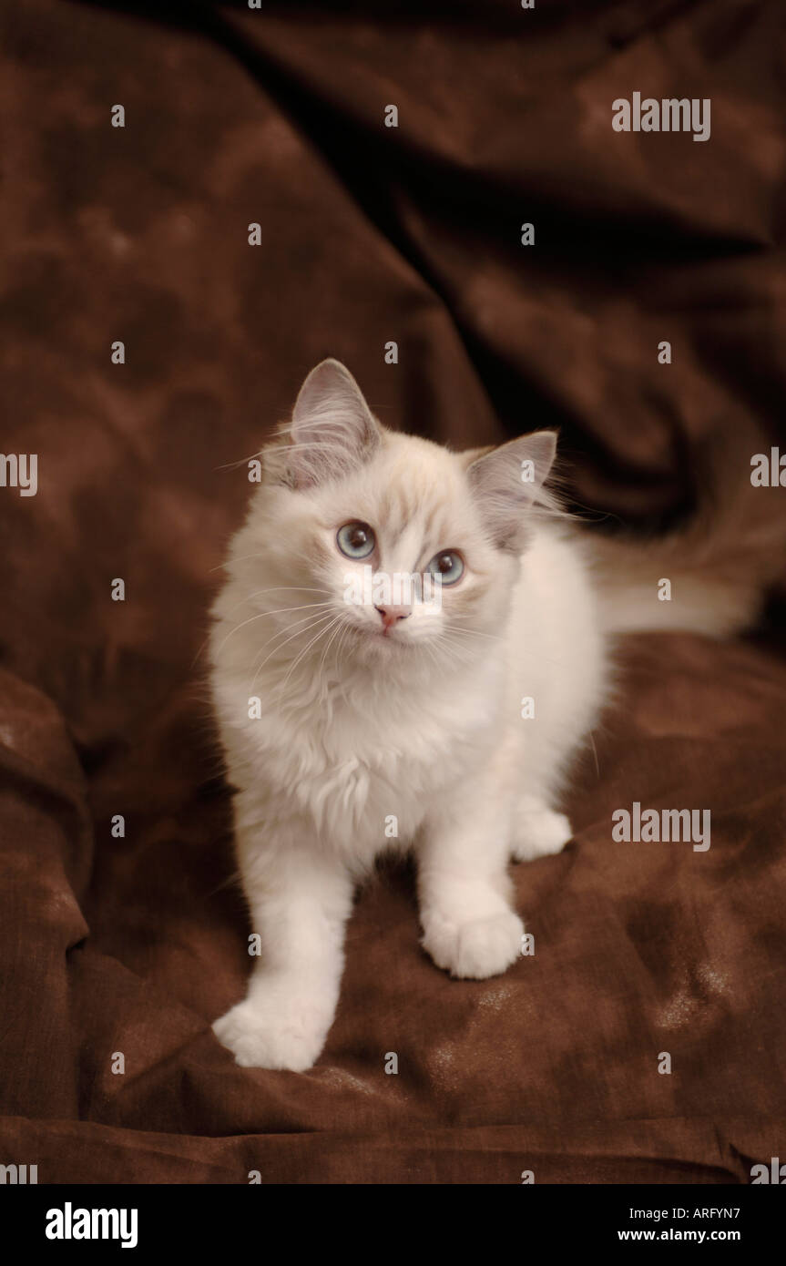 Pedigree ragdoll kitten Stock Photo - Alamy