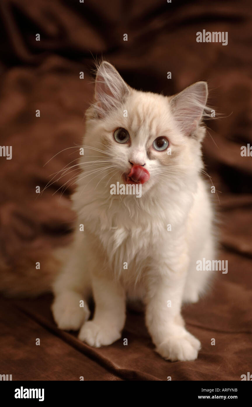 Pedigree ragdoll kitten Stock Photo - Alamy