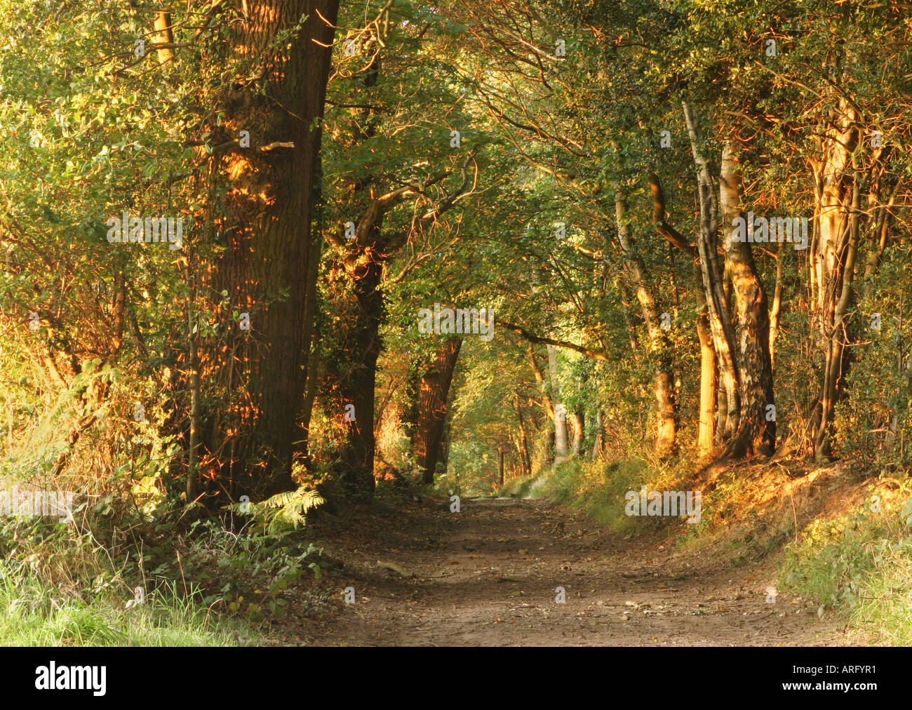 Tree Lined Path in Golden Evening Light in Norfolk England Stock Photo ...
