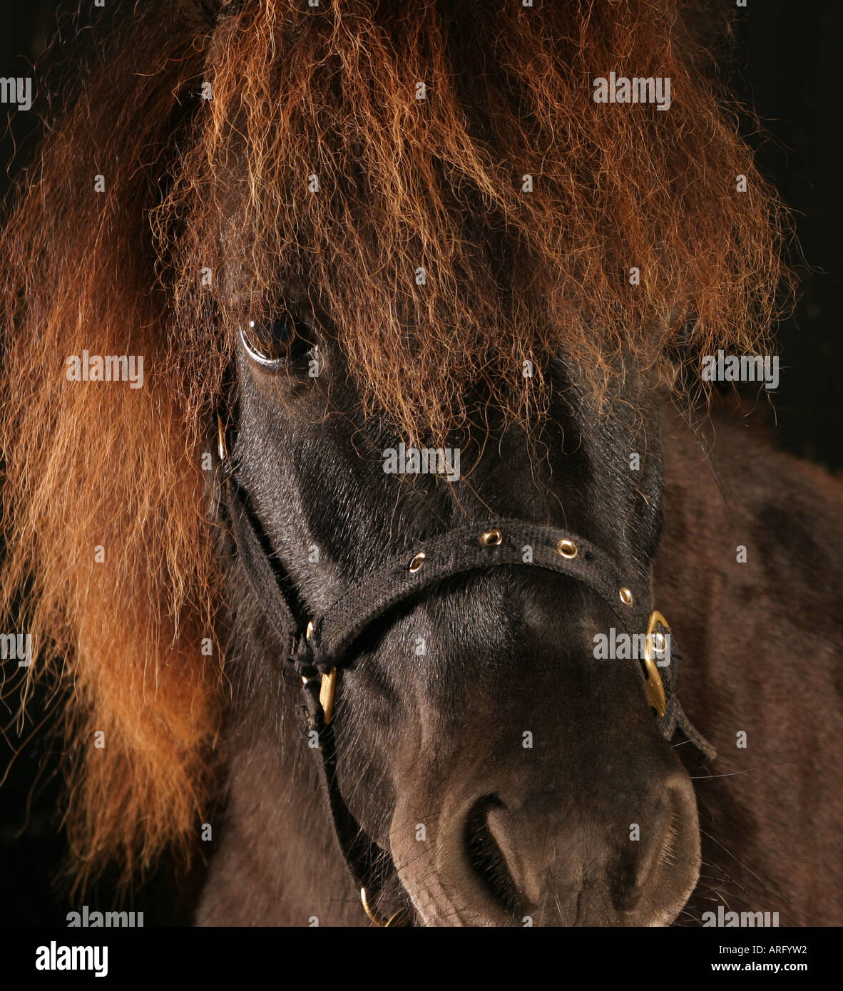 Shetland Pony Portrait Stock Photo - Alamy