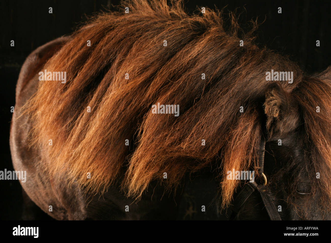 Long thick mane hi-res stock photography and images - Alamy