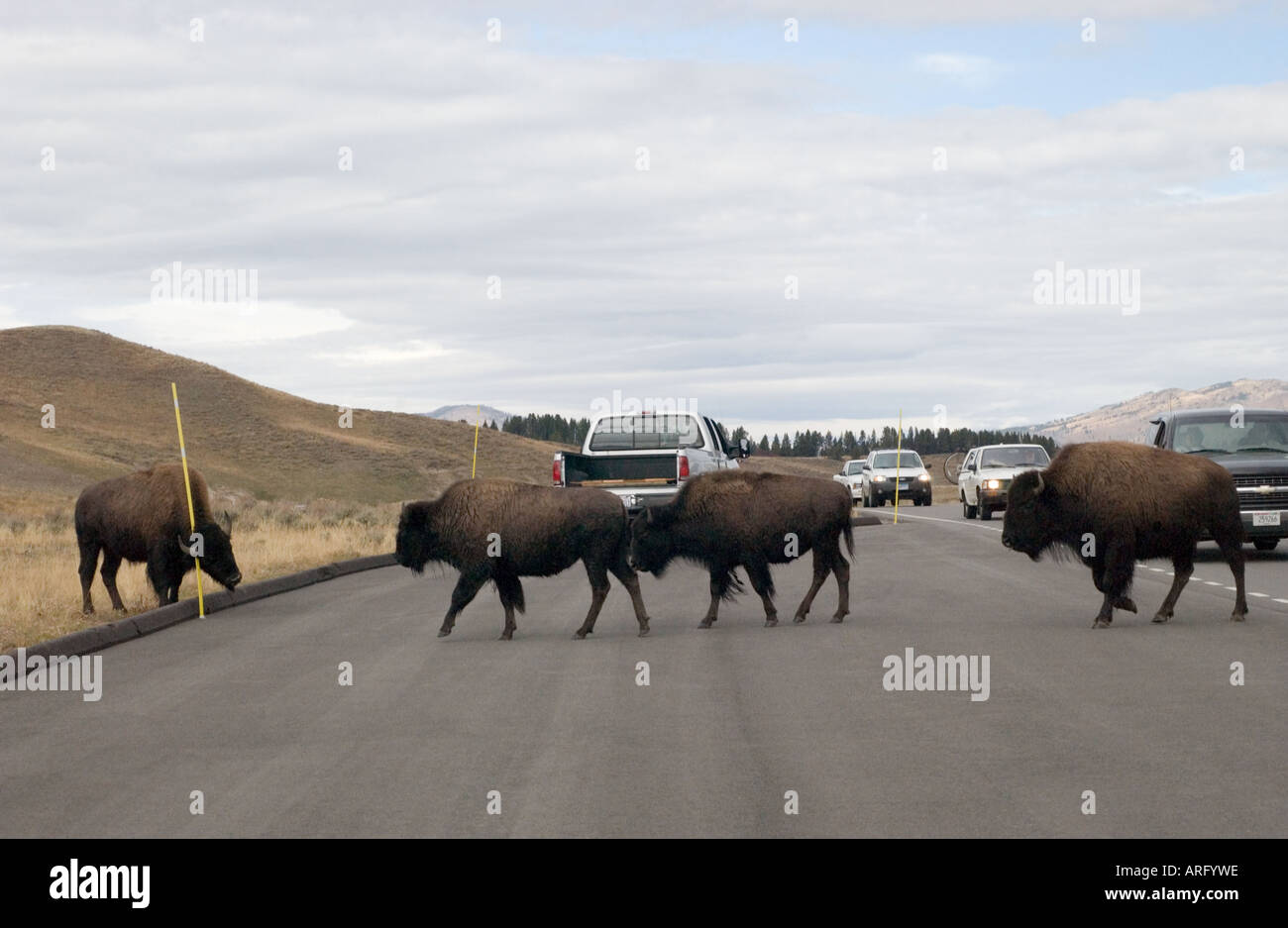 Bisons crossing road hi-res stock photography and images - Alamy