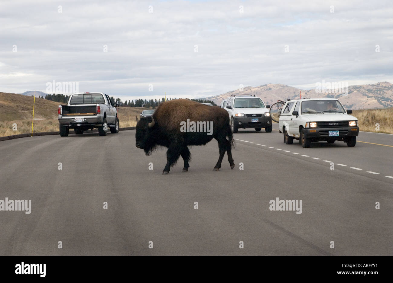 Bison (Bison bison) crossing the road, while drivers in the cars wait ...