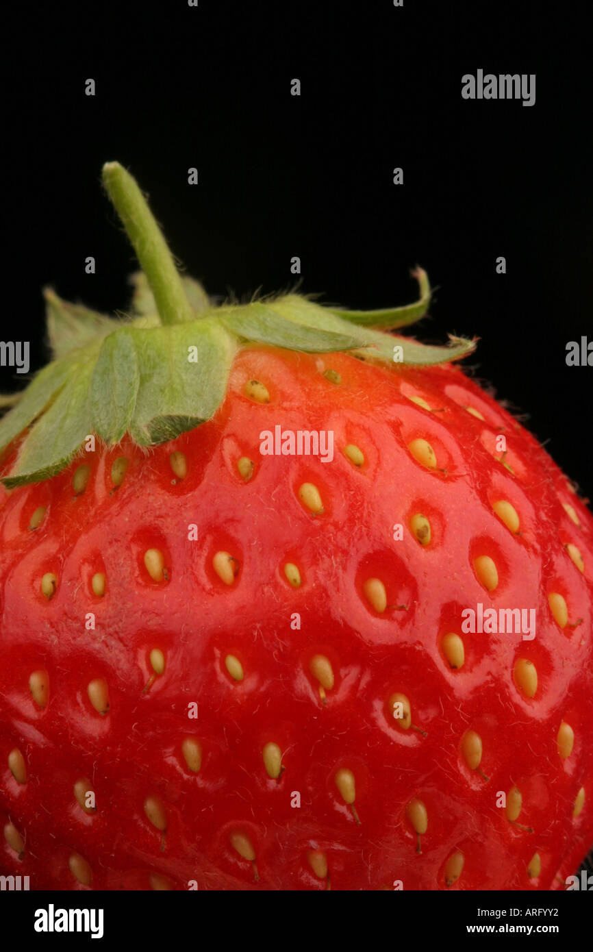 A Strawberry with Stalk Stock Photo - Alamy