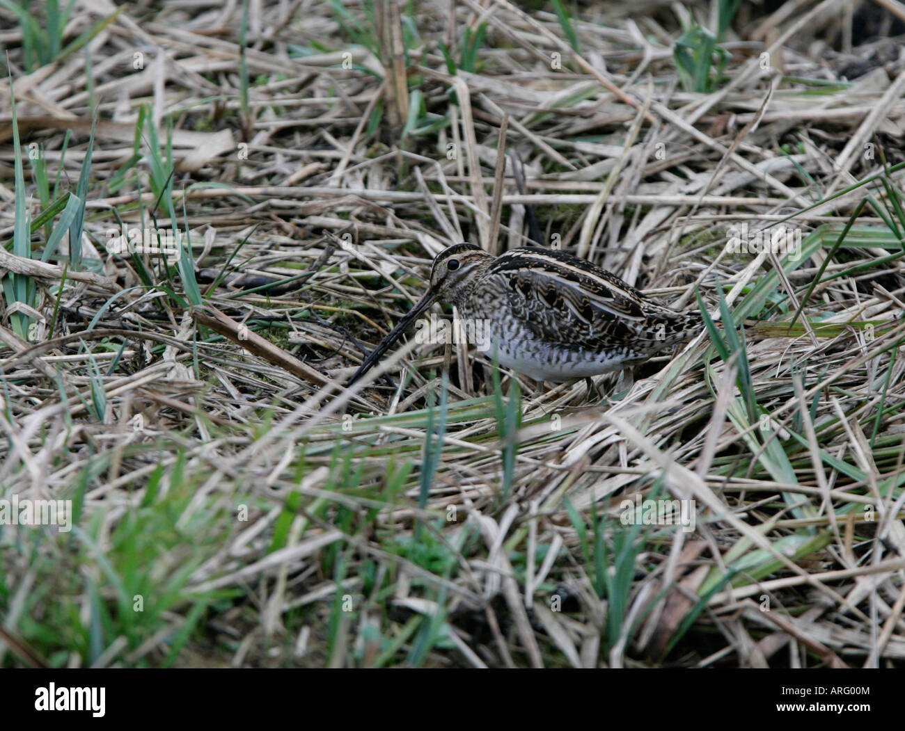 Snipe in wetland habitat showing flexable bill Stock Photo - Alamy