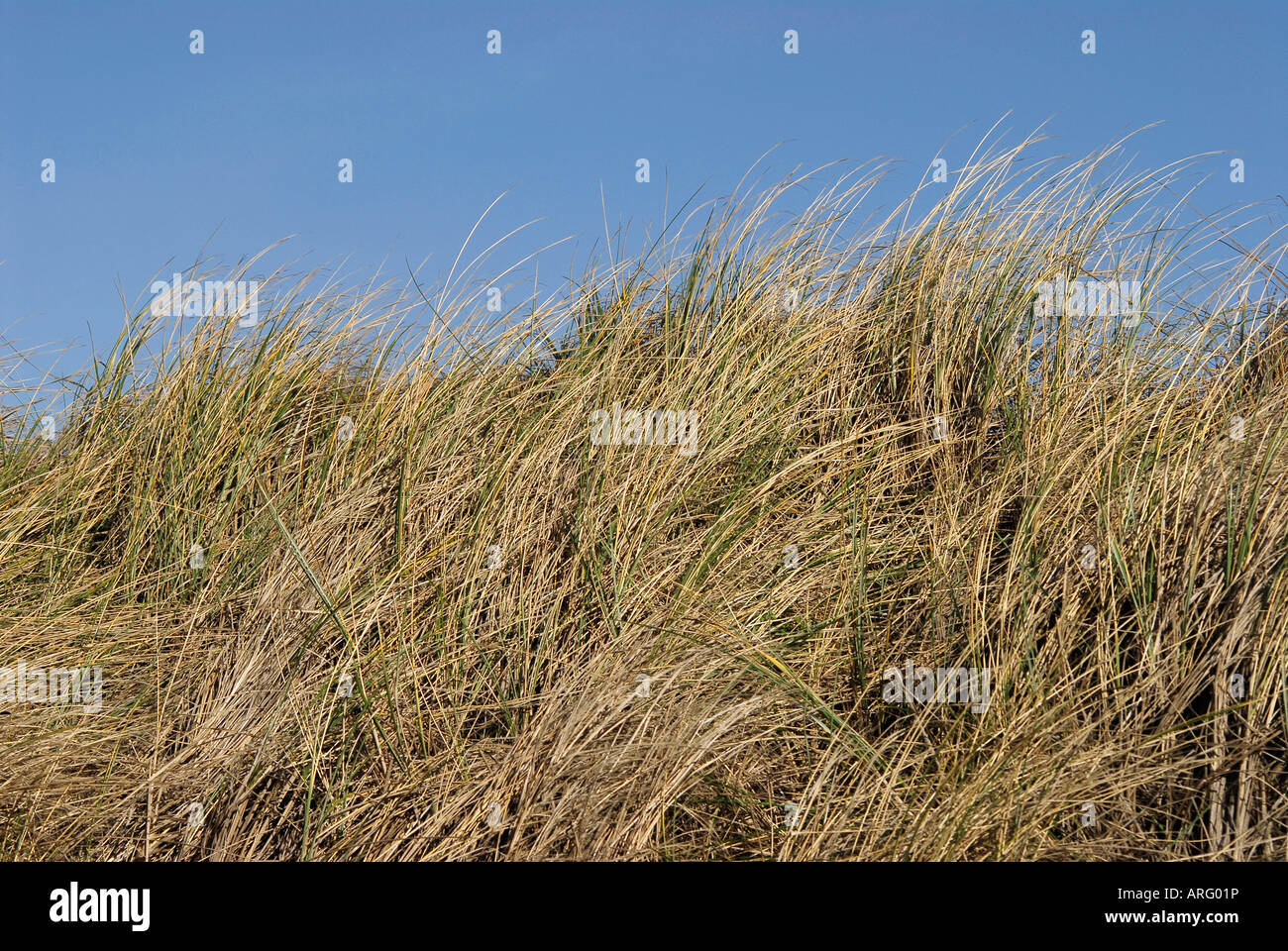 Coastal seagrass hi-res stock photography and images - Alamy