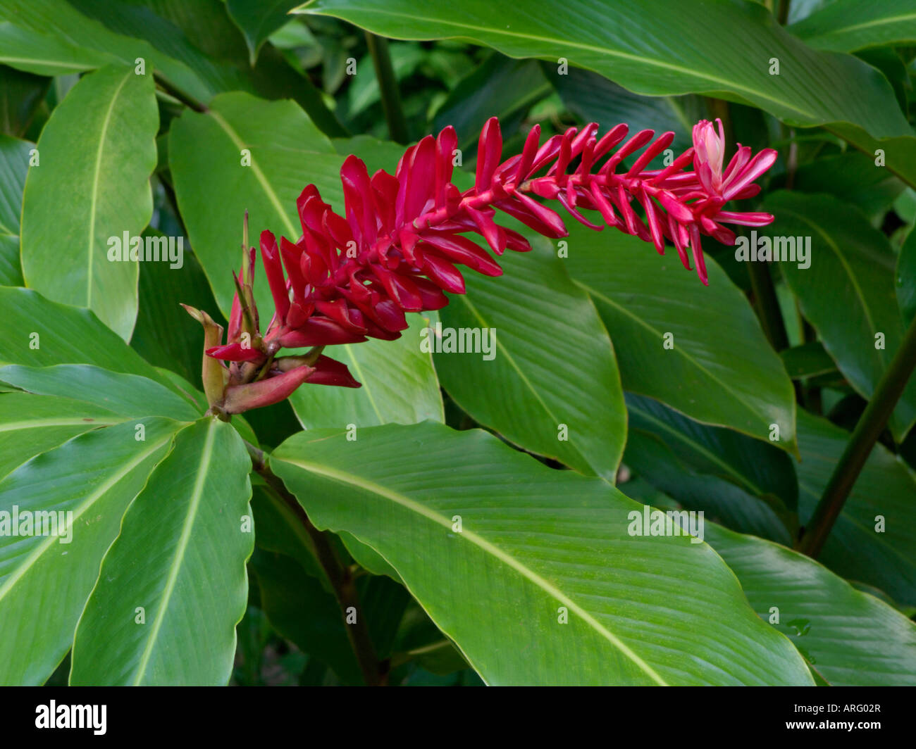 Red ginger (Alpinia purpurata Stock Photo - Alamy