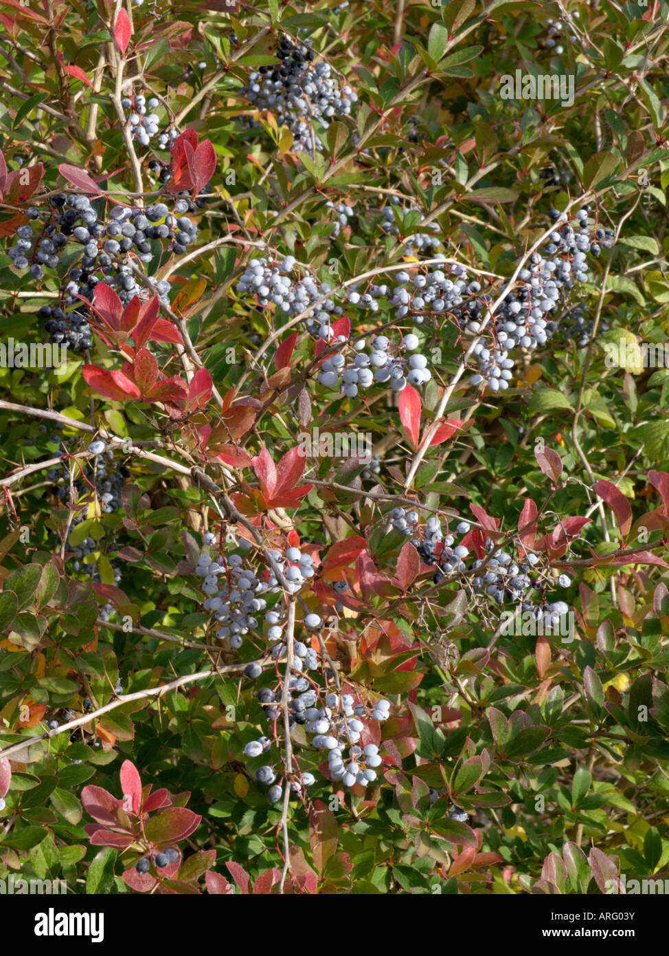 Indian barberry (Berberis aristata Stock Photo - Alamy