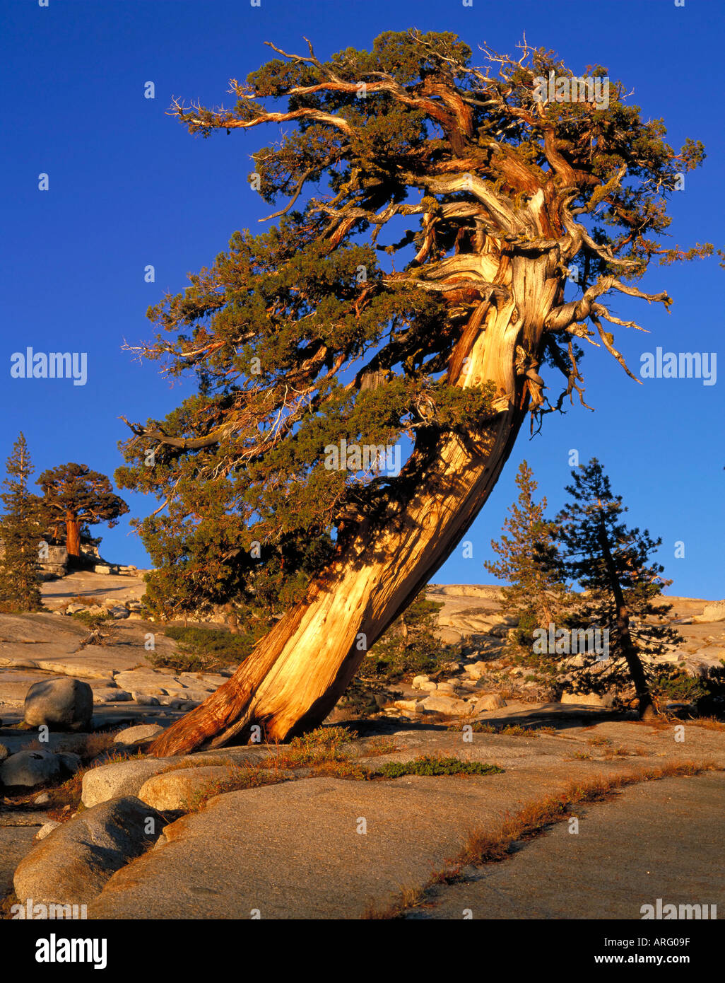 Western juniper california hi-res stock photography and images - Alamy