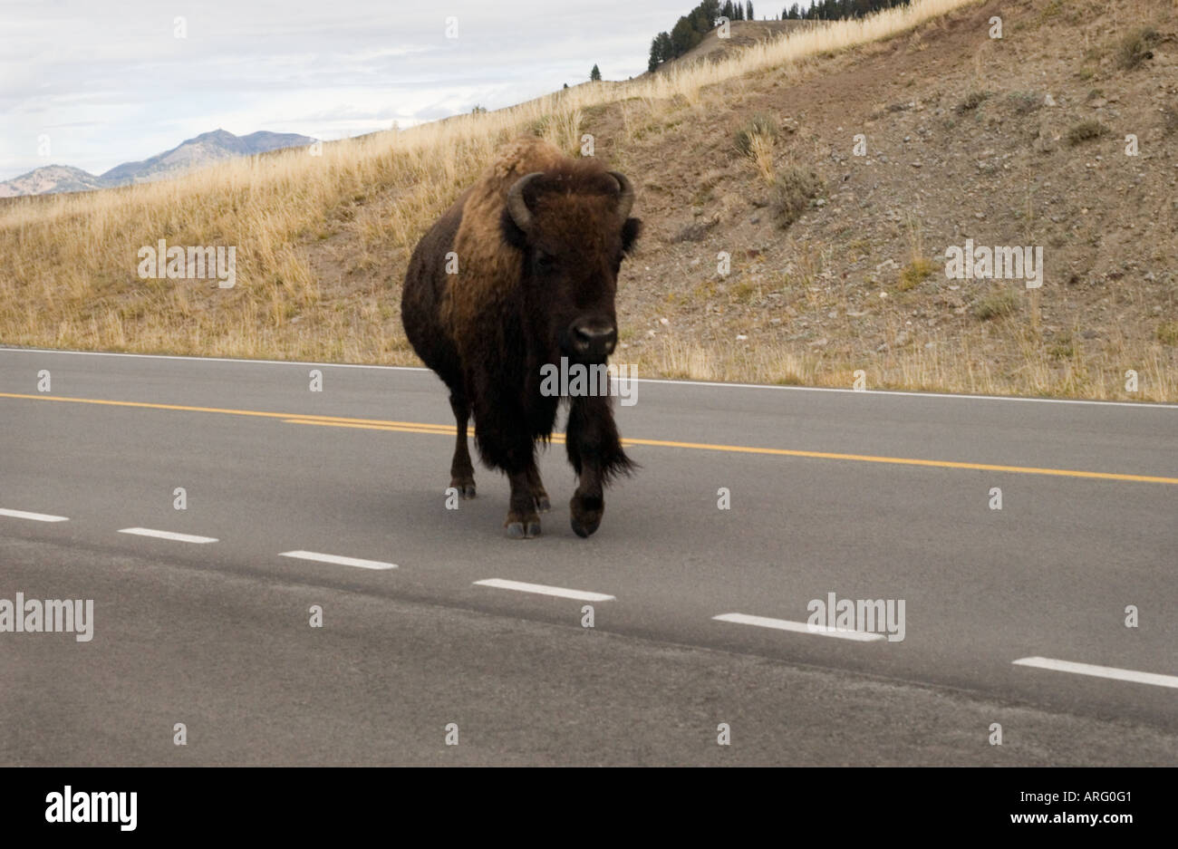 Bison run line hi-res stock photography and images - Alamy