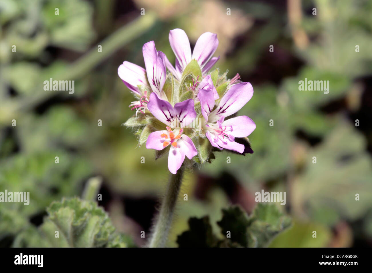 Family geraniaceae hi-res stock photography and images - Alamy