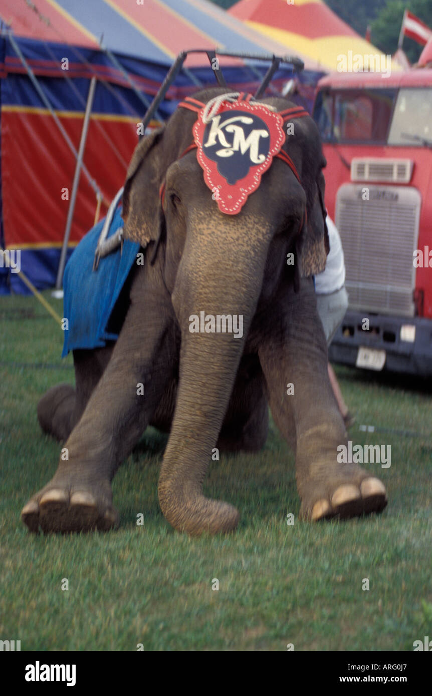Kelly Miller Circus USA America American handler elephant Stock Photo ...