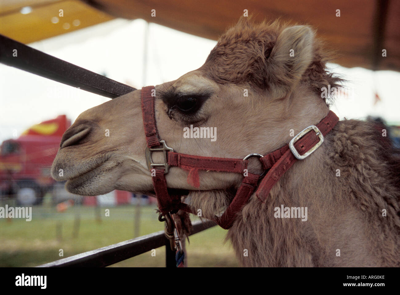 Kelly Miller Circus USA America American animal handler trainer camel ...