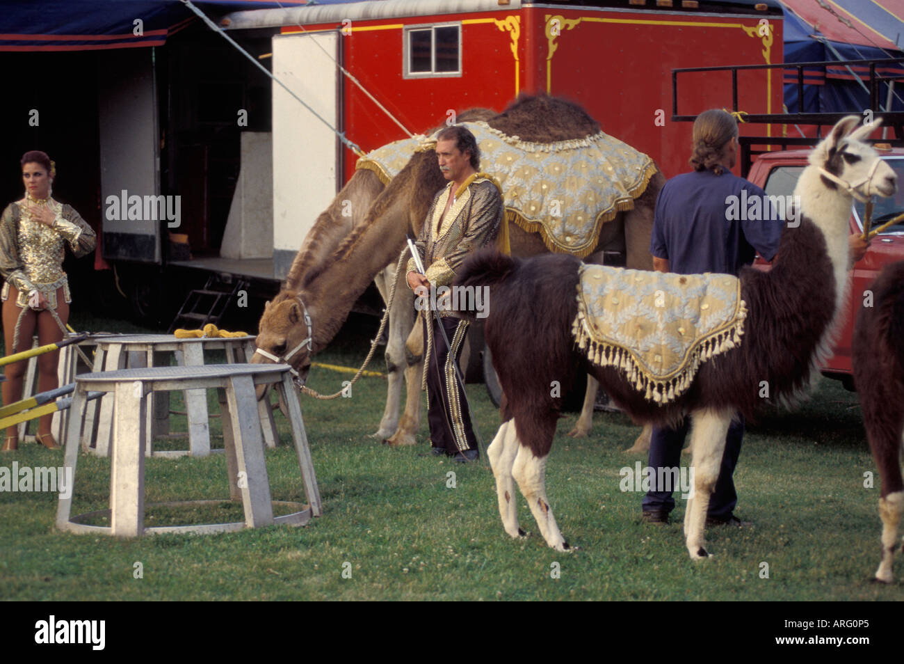 Kelly Miller Circus USA America American animal trainers handler camel ...