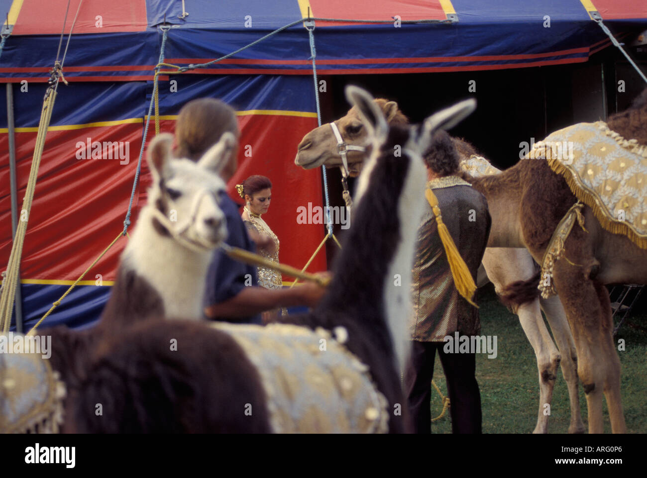 Kelly Miller Circus USA America American animal trainers handler camel ...