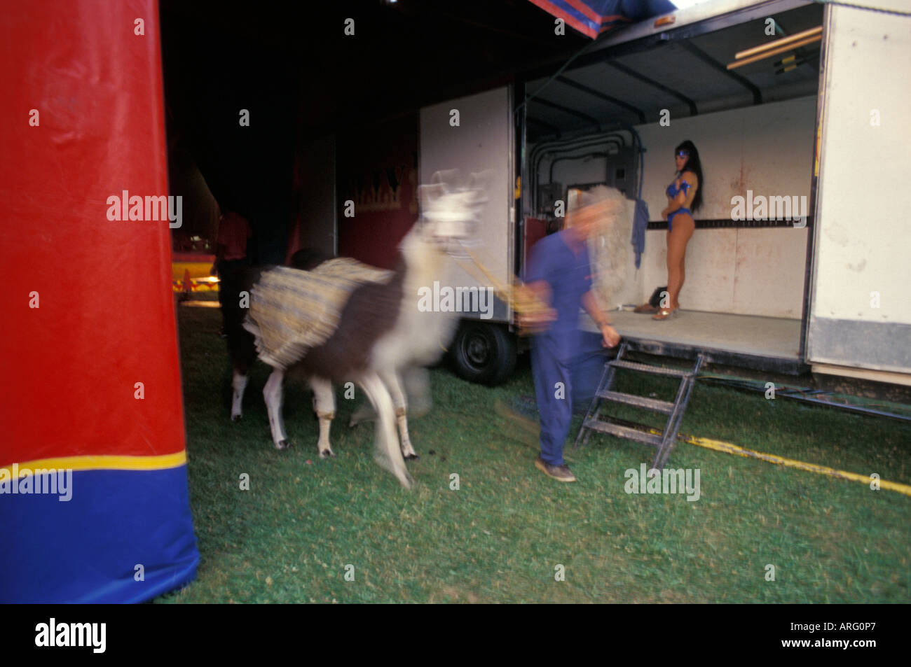 Kelly Miller Circus USA America American animal trainers handler camel ...