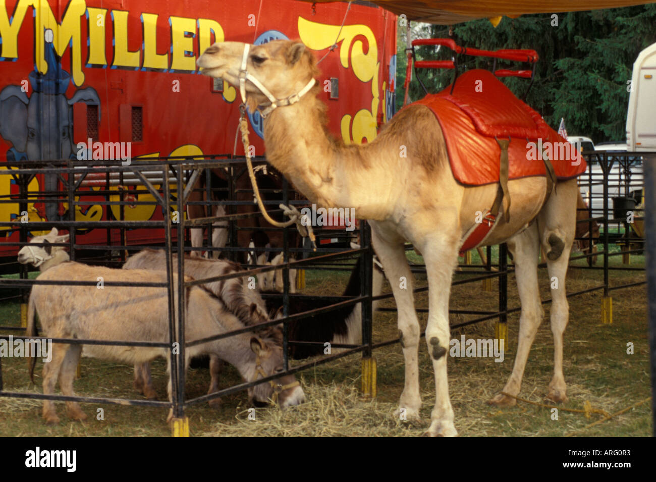 Circus Goat High Resolution Stock Photography and Images - Alamy